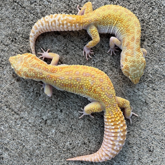 Super Giant Godzilla RAPTOR Leopard Gecko by XS Reptiles