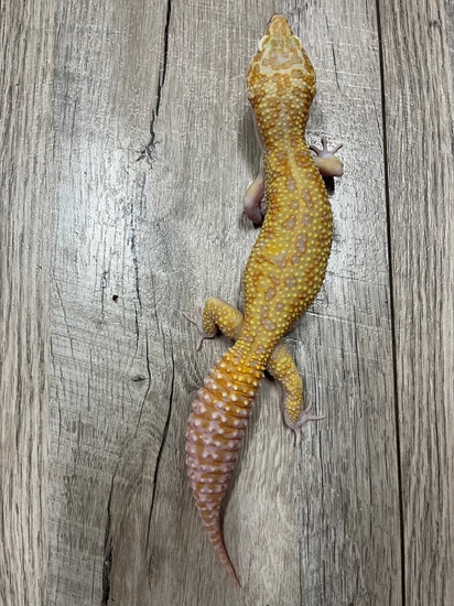 Super Giant Godzilla RAPTOR Leopard Gecko by XS Reptiles