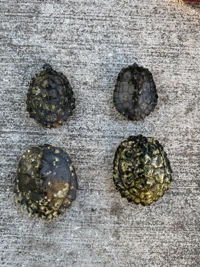 2.2 Immature Graptemys Nigrinoda Delticola (Southern Black-knob Sawback ...