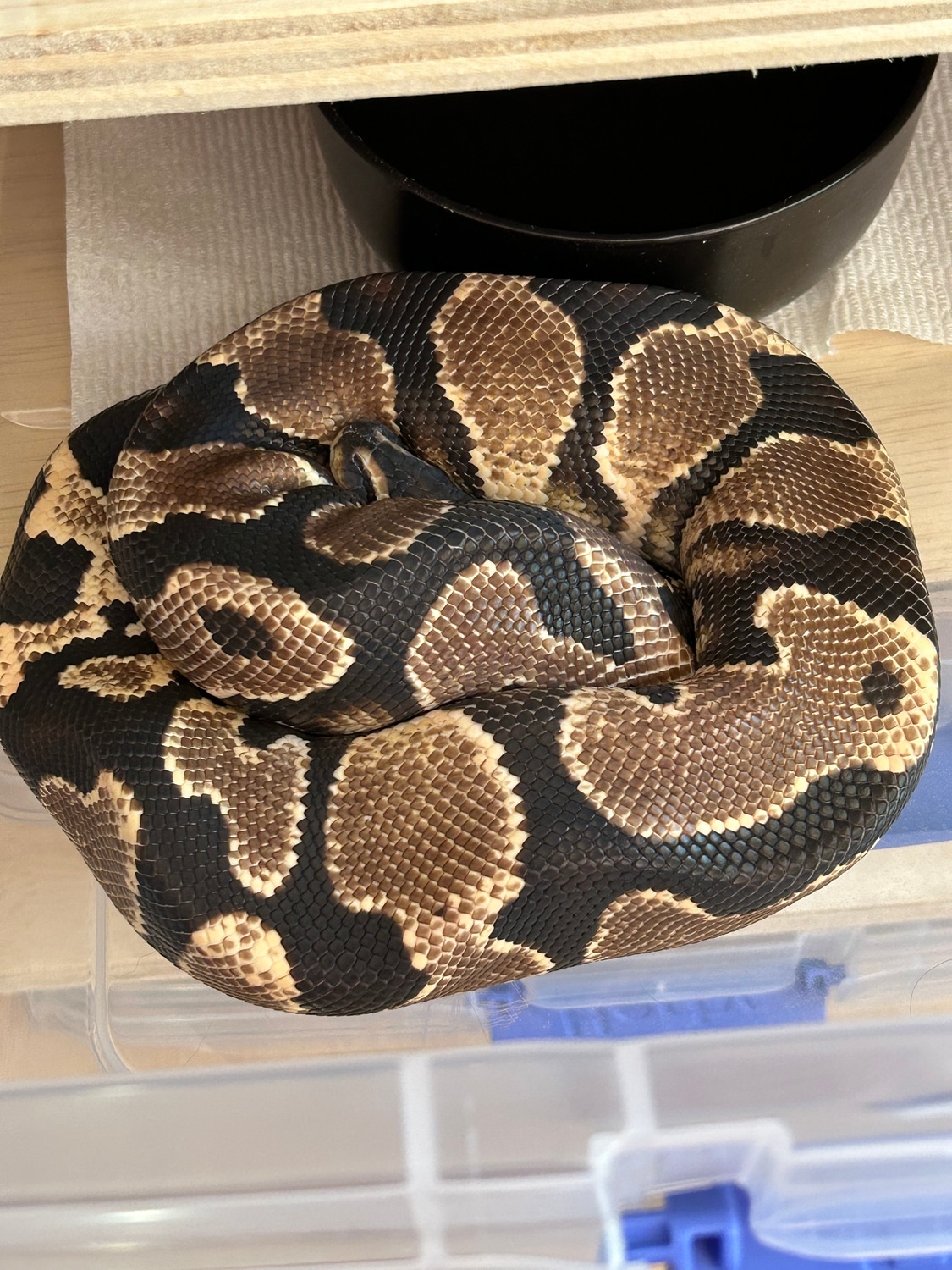 Mufasa Ball Python by Xtreme Pythons - MorphMarket