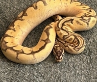 Bongo Pastel Yellow Belly Spider Ball Python by Xtreme Pythons