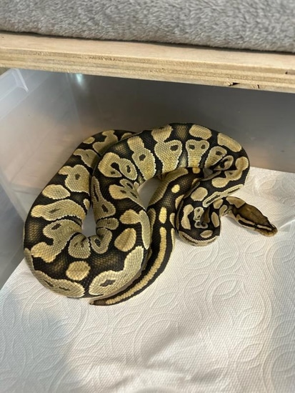 Hypo Ball Python by Xtreme Pythons