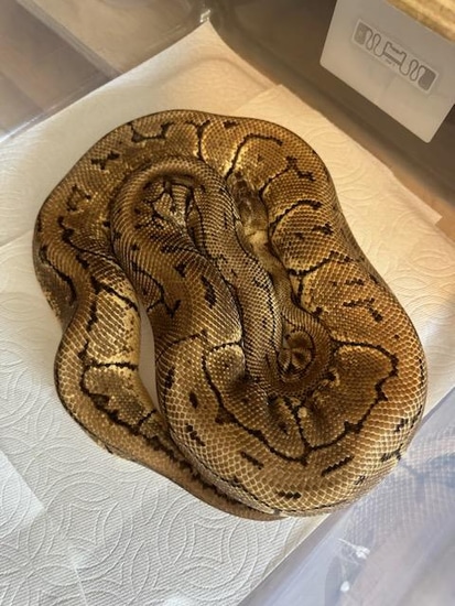 OD Lemon Blast Ball Python by Xtreme Pythons