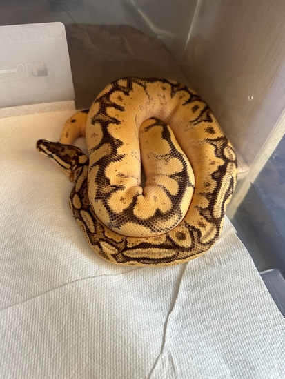 Bongo OD YB Fire Spider Ball Python by Xtreme Pythons