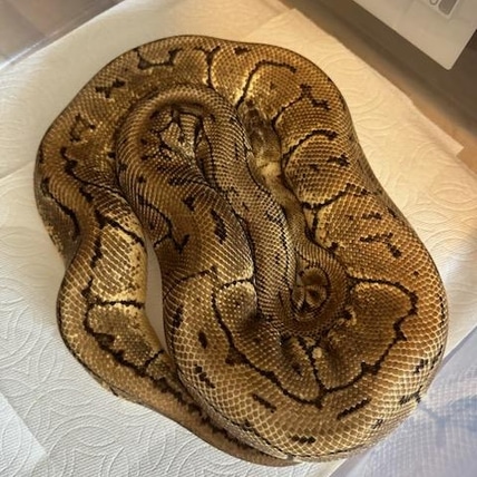 OD Lemon Blast Ball Python by Xtreme Pythons
