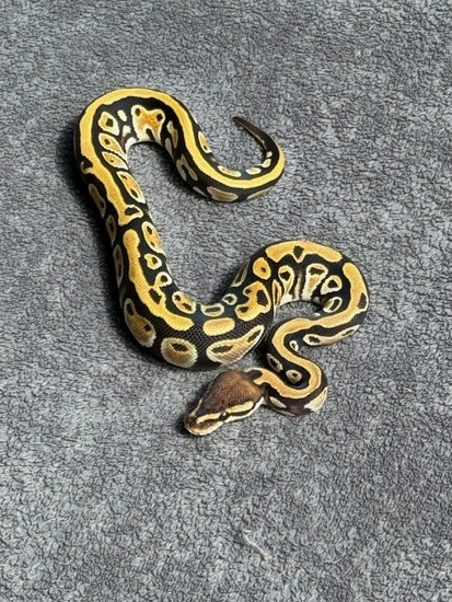 OD Cypress Het Hypo Ball Python by Xtreme Pythons