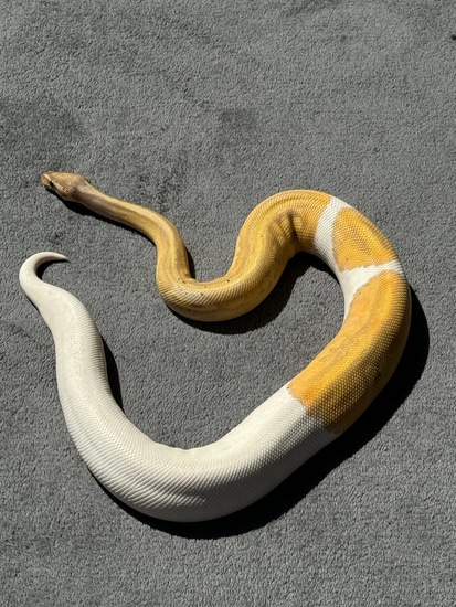Banana Pied Het Hypo Ball Python by Xtreme Pythons