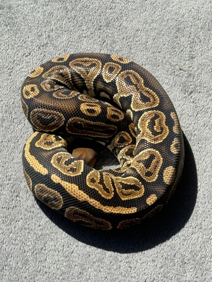 Black Pastel Het Albino Ball Python by Xtreme Pythons