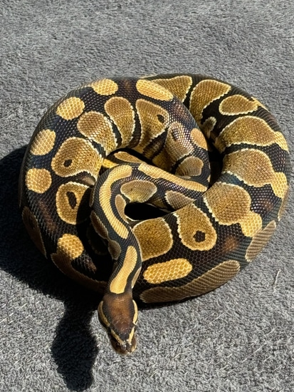 DH Ultramel Pied Ball Python by Xtreme Pythons