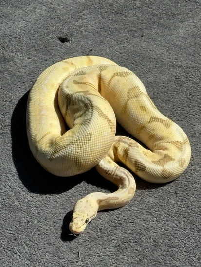 Butter Fire Enchi Spider OD Het Clown Ball Python by Xtreme Pythons