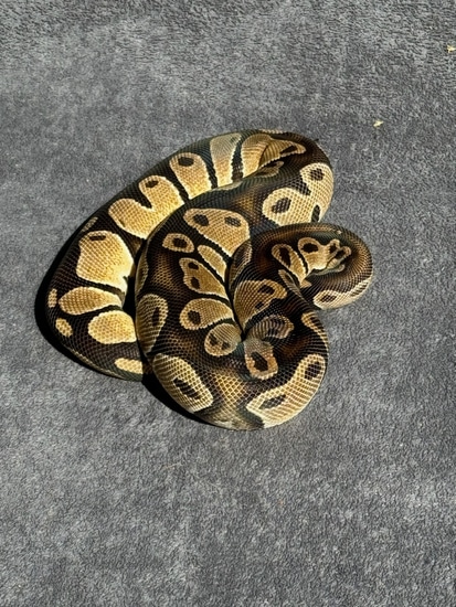 Orange Dream Ball Python by Xtreme Pythons