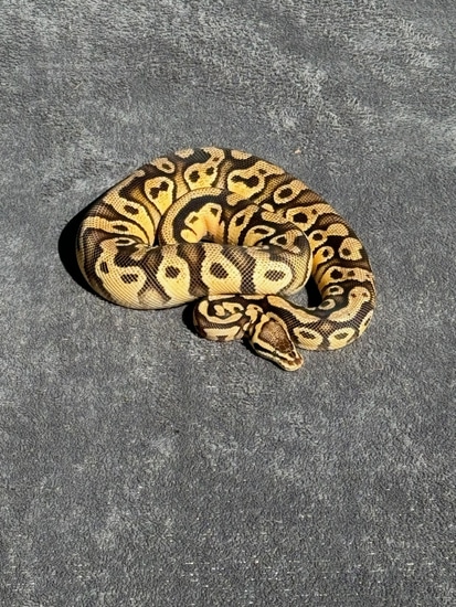 Firefly Hurricane Het Clown Ball Python by Xtreme Pythons