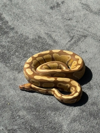 Ultramel Het Cryptic Ball Python by Xtreme Pythons