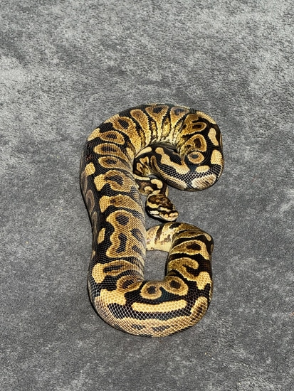 Yellow Belly SN TH Ultramel Cryptic Clown Ball Python by Xtreme Pythons
