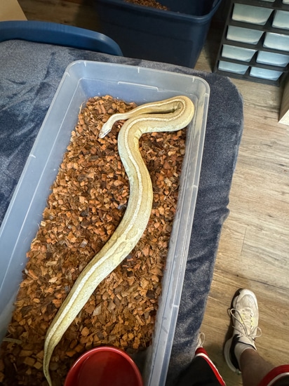 Cinnamon Pastel Mojave Super Stripe Ball Python by Xtreme Pythons