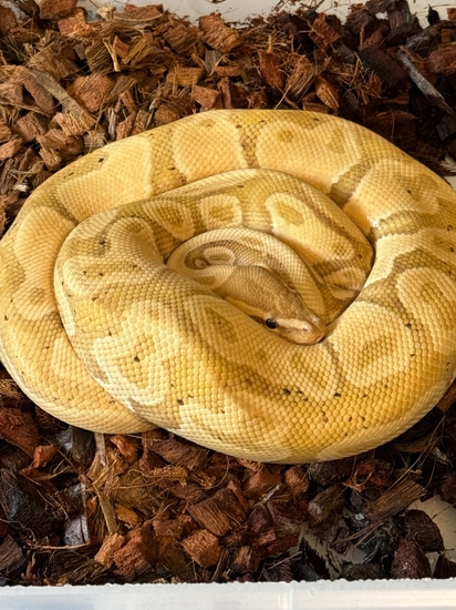 Coral Glow Het Pied Ball Python by Xtreme Pythons