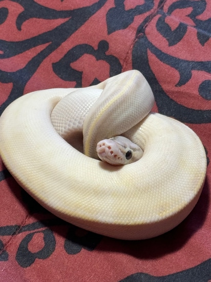Pastel Enchi Ivory Ball Python by Xtreme Pythons