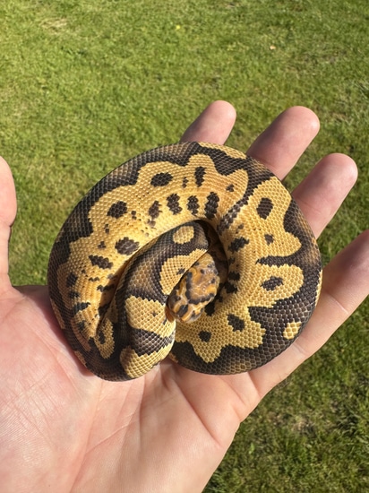Vanilla Clown Ball Python by Xtreme Pythons
