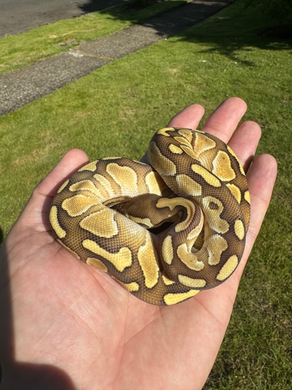 Vanilla Lesser Het Clown Ball Python by Xtreme Pythons