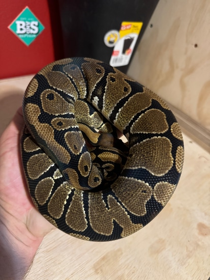 100 Percent Het DG Ball Python by Xtreme Pythons