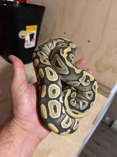 Mojave Huffman Hypo Ball Python by Xtreme Pythons