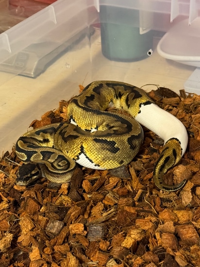 Fire Pied Ball Python by Xtreme Pythons