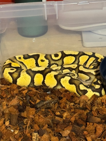 Pastel OD Vanilla Ball Python by Xtreme Pythons