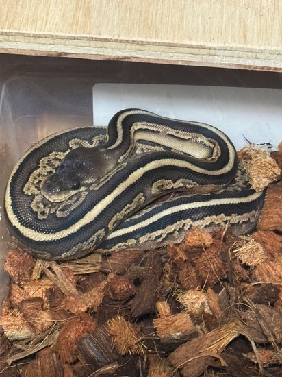 Mojave Mahogany Cinnamon Ball Python by Xtreme Pythons