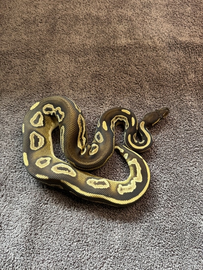 Mojave Black Head Leopard Calico Het Clown Ball Python by Xtreme Pythons