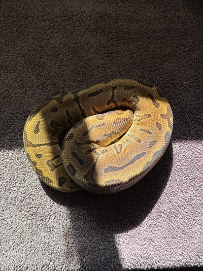 Mahogany Leopard Enchi Ball Python by Xtreme Pythons
