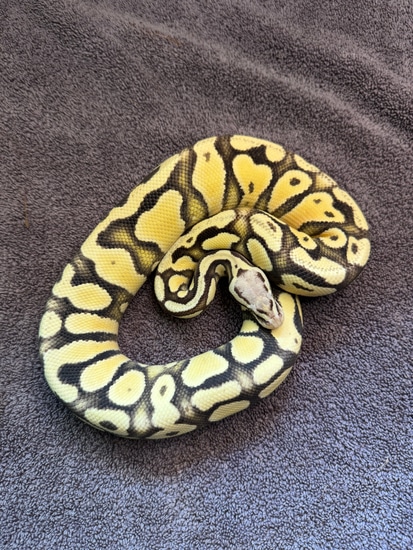Pastel YB DG Ball Python by Xtreme Pythons