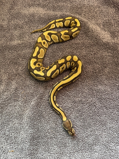 Mojave Het Puzzle Ball Python by Xtreme Pythons