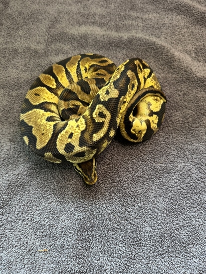 Asphalt YB Pastel Het Piebald Ball Python by Xtreme Pythons