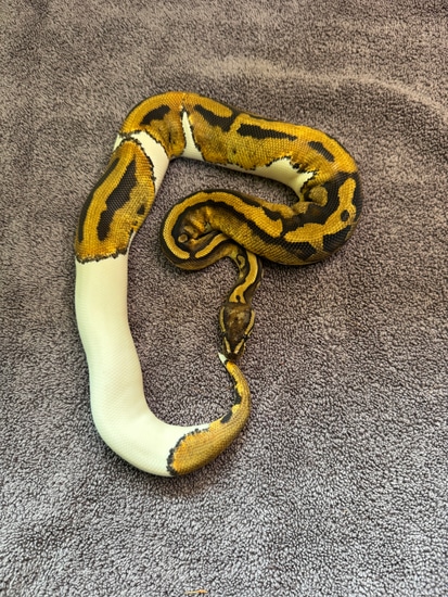 Leopard Piebald Het Clown Ball Python by Xtreme Pythons