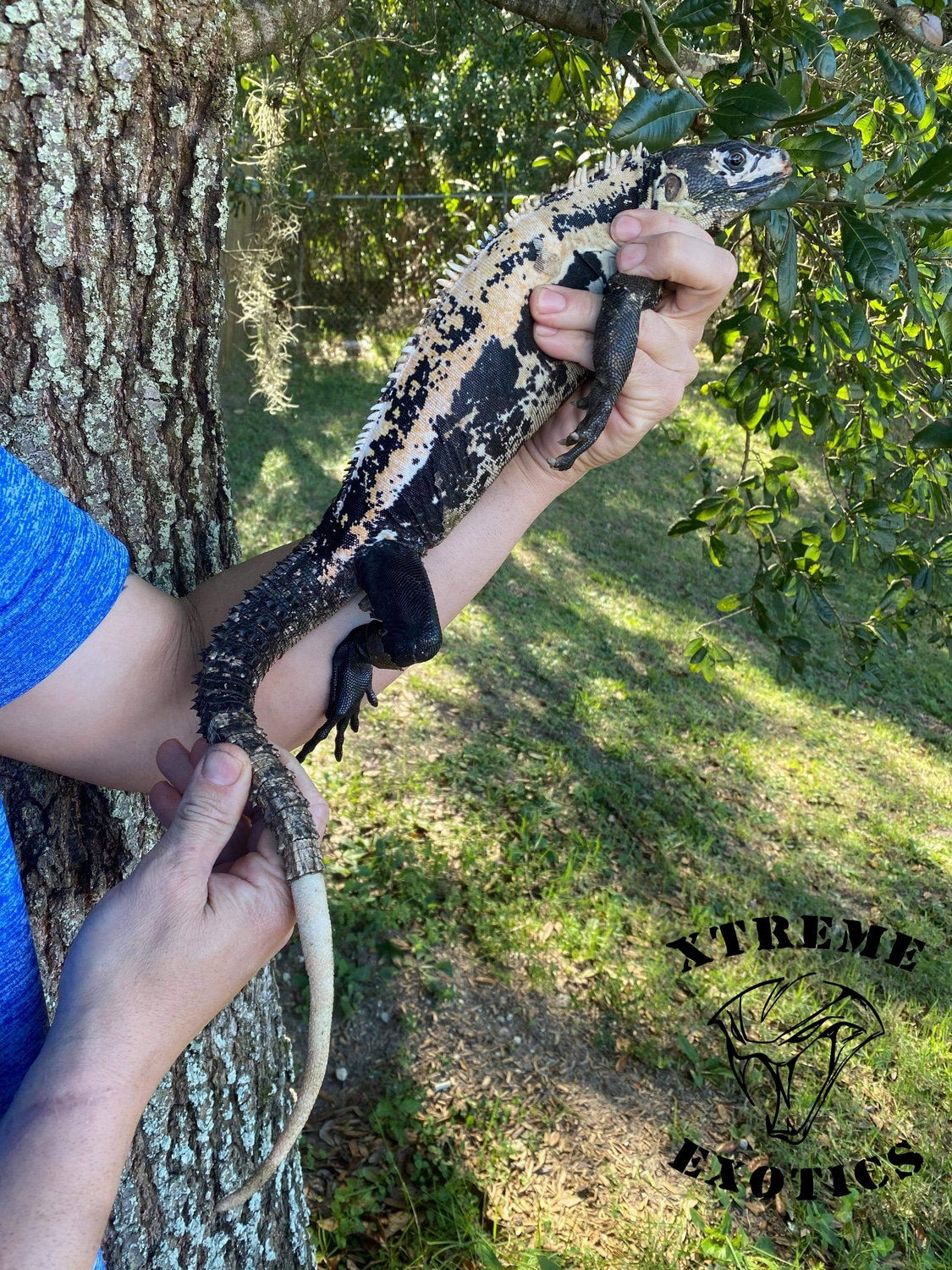 Pied Pectinata Other Iguana by Xtreme Exotics - MorphMarket