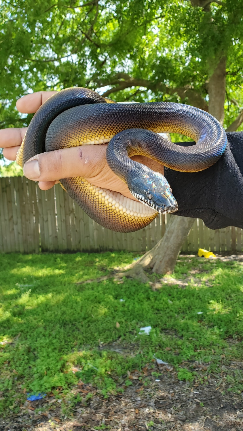 White-lipped Python by Xtreme Exotics - MorphMarket