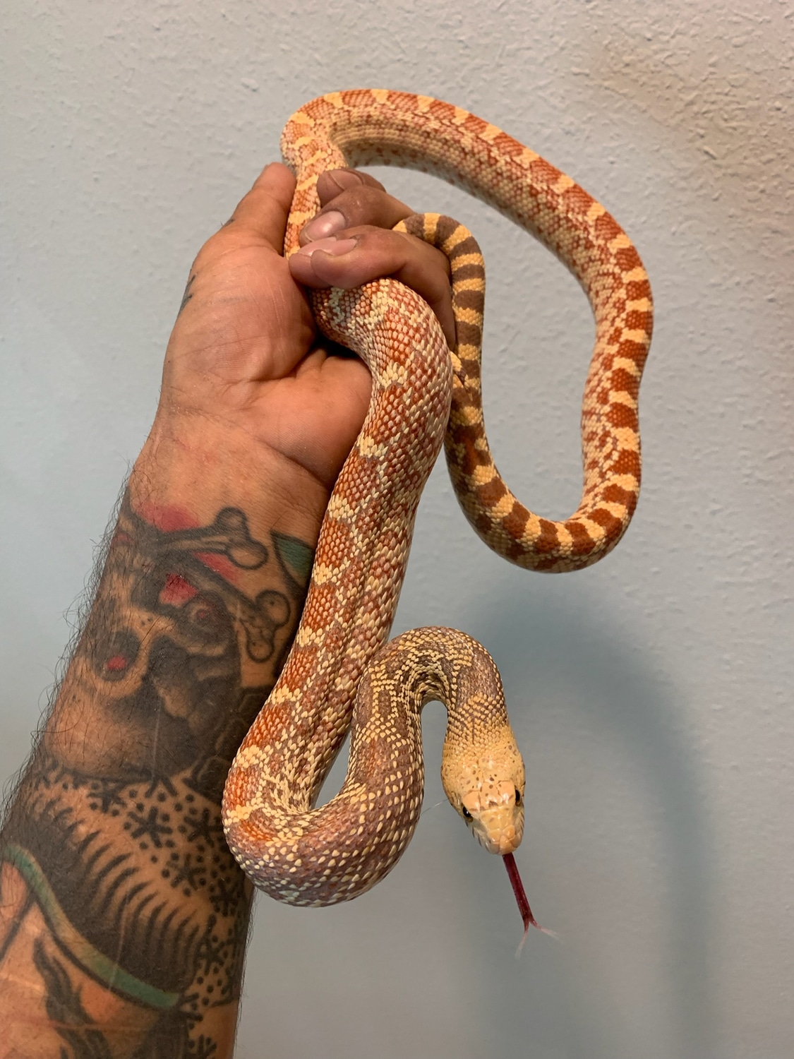 Hypo Stillwater Bullsnake by Xtreme Exotics - MorphMarket