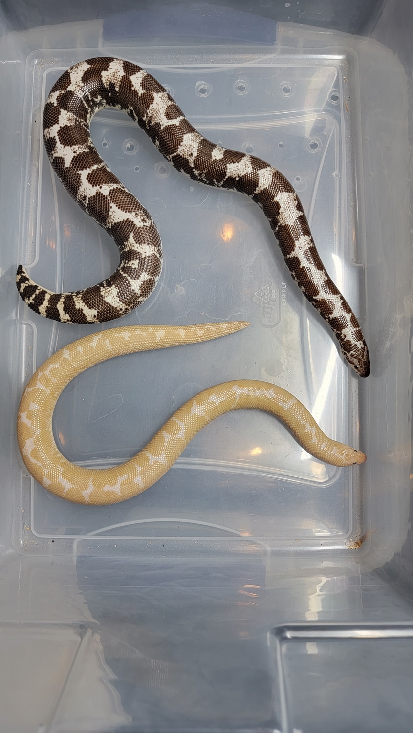 Snow Het Anery Kenyan Sand Boa by Xtreme Exotics - MorphMarket