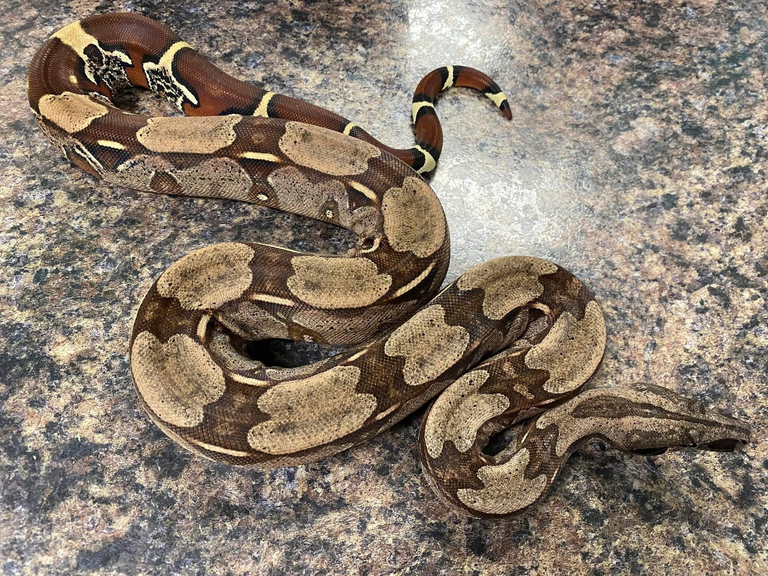 Suriname True Red-Tailed Boa Constrictor by Xtreme Exotics - MorphMarket
