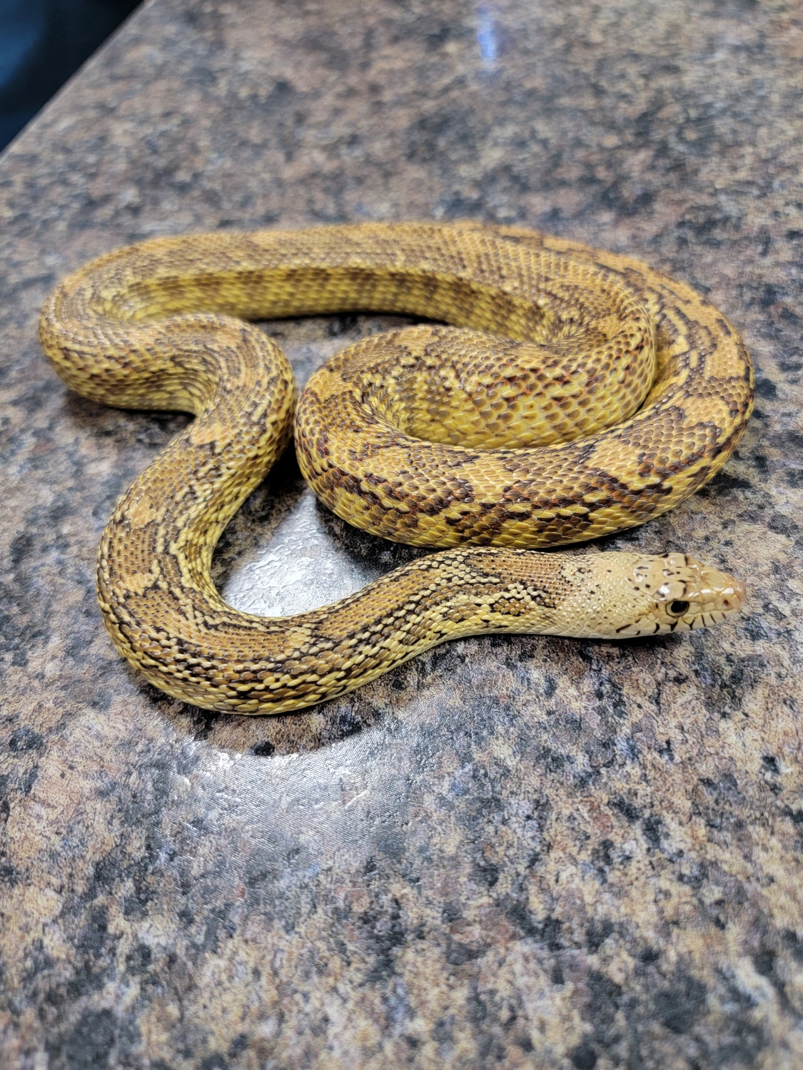 Forks Sonoran Gopher Snake by Xtreme Exotics - MorphMarket