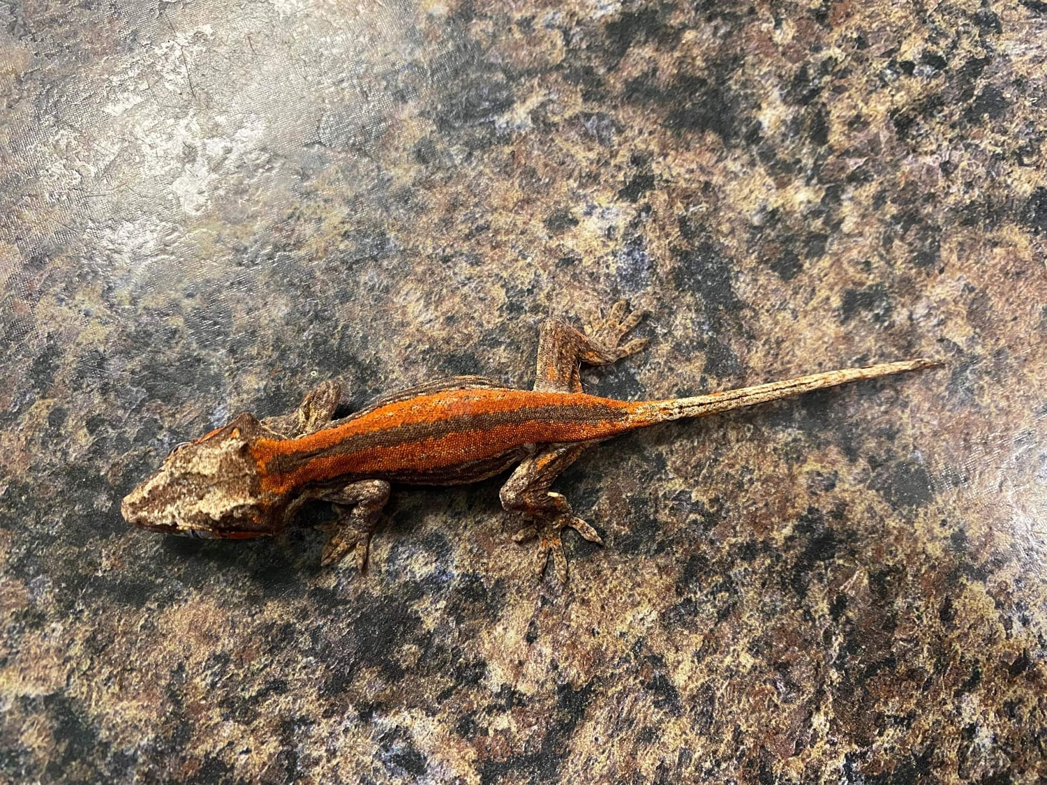 Orange-Bacon Striped Gargoyle Gecko (Pores Seen) by Xtreme Exotics - MorphMarket