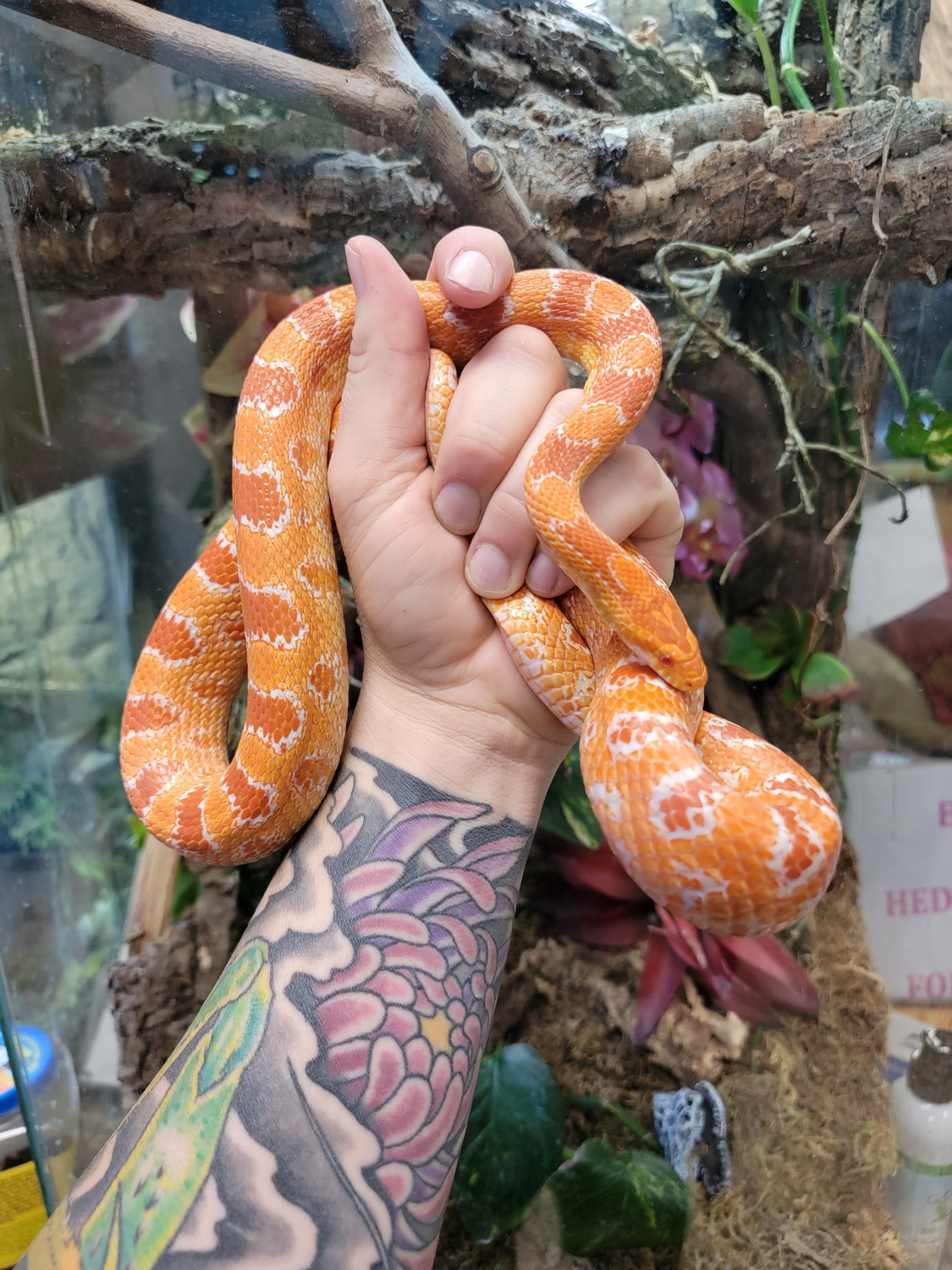 Reverse Okeetee Corn Snake by Xtreme Exotics - MorphMarket