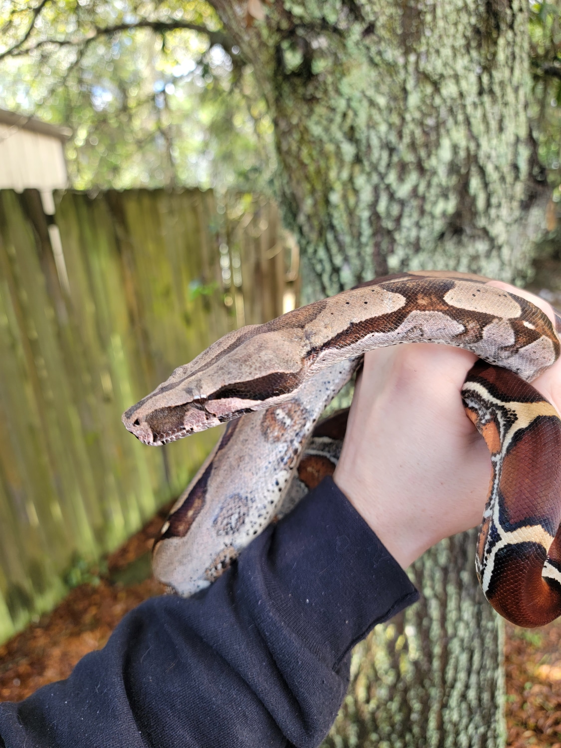 Suriname Boa True Red-tailed Boa Constrictor by Xtreme Exotics ...