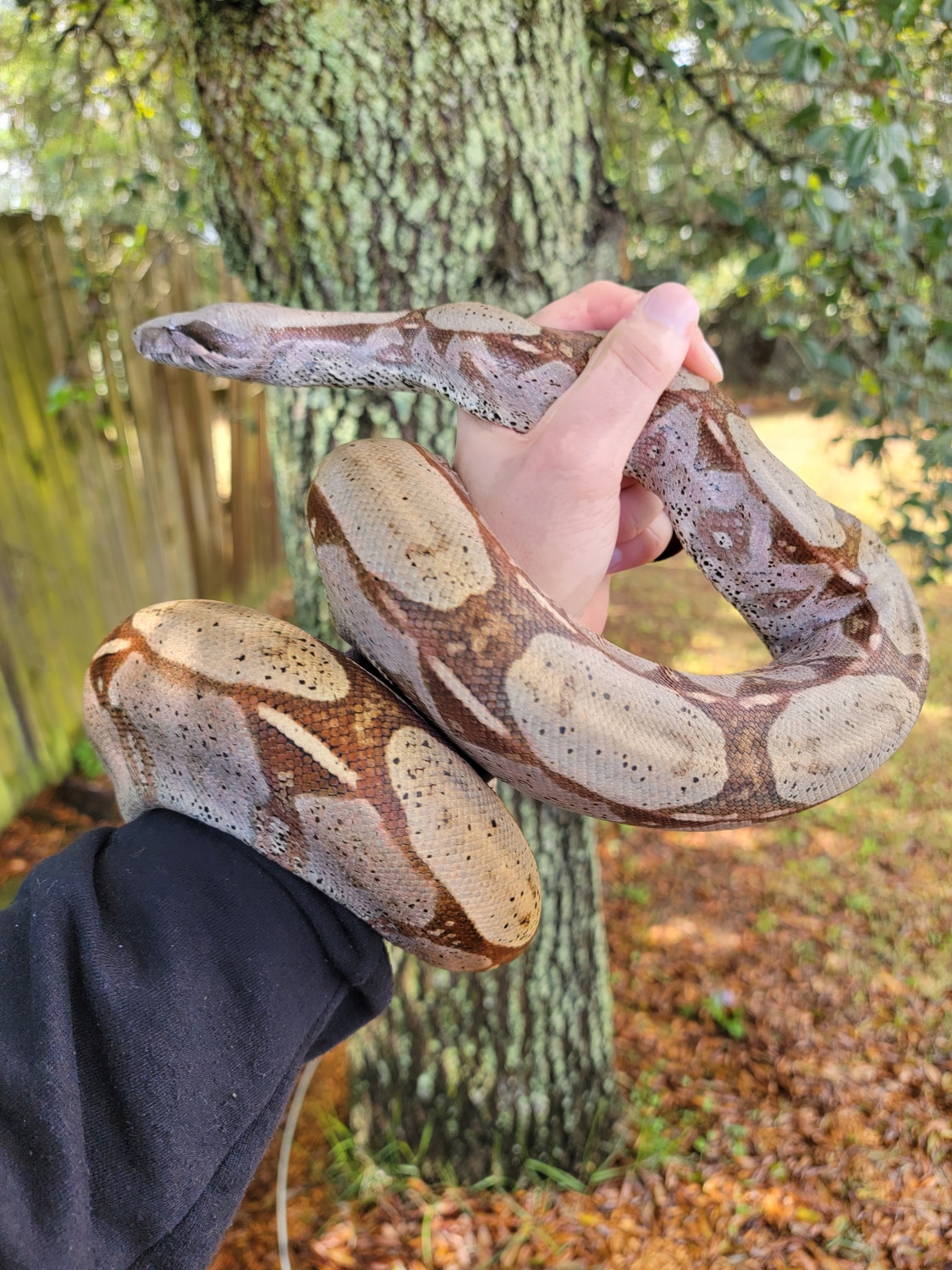 Suriname Boa True Red-tailed Boa Constrictor by Xtreme Exotics - MorphMarket