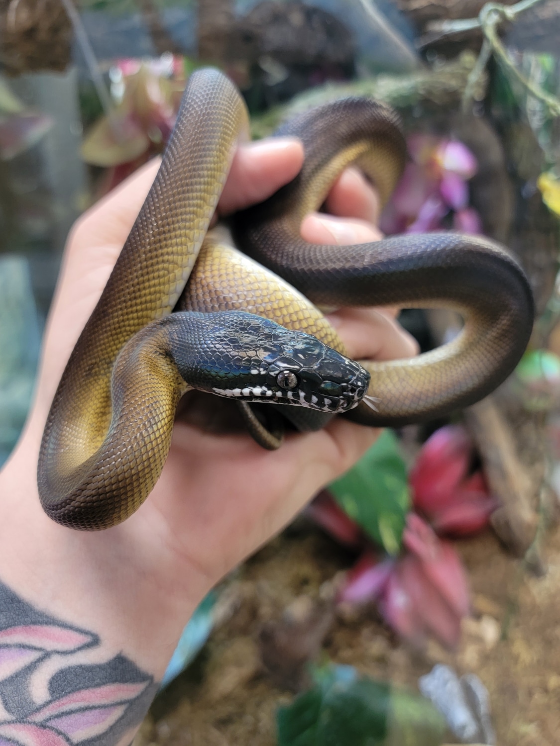 White-lipped Python by Xtreme Exotics - MorphMarket