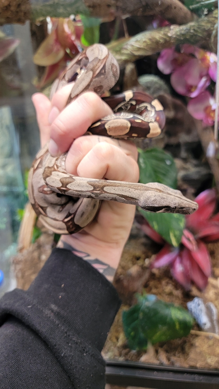 Suriname Boa True Red-tailed Boa Constrictor by Xtreme Exotics - MorphMarket