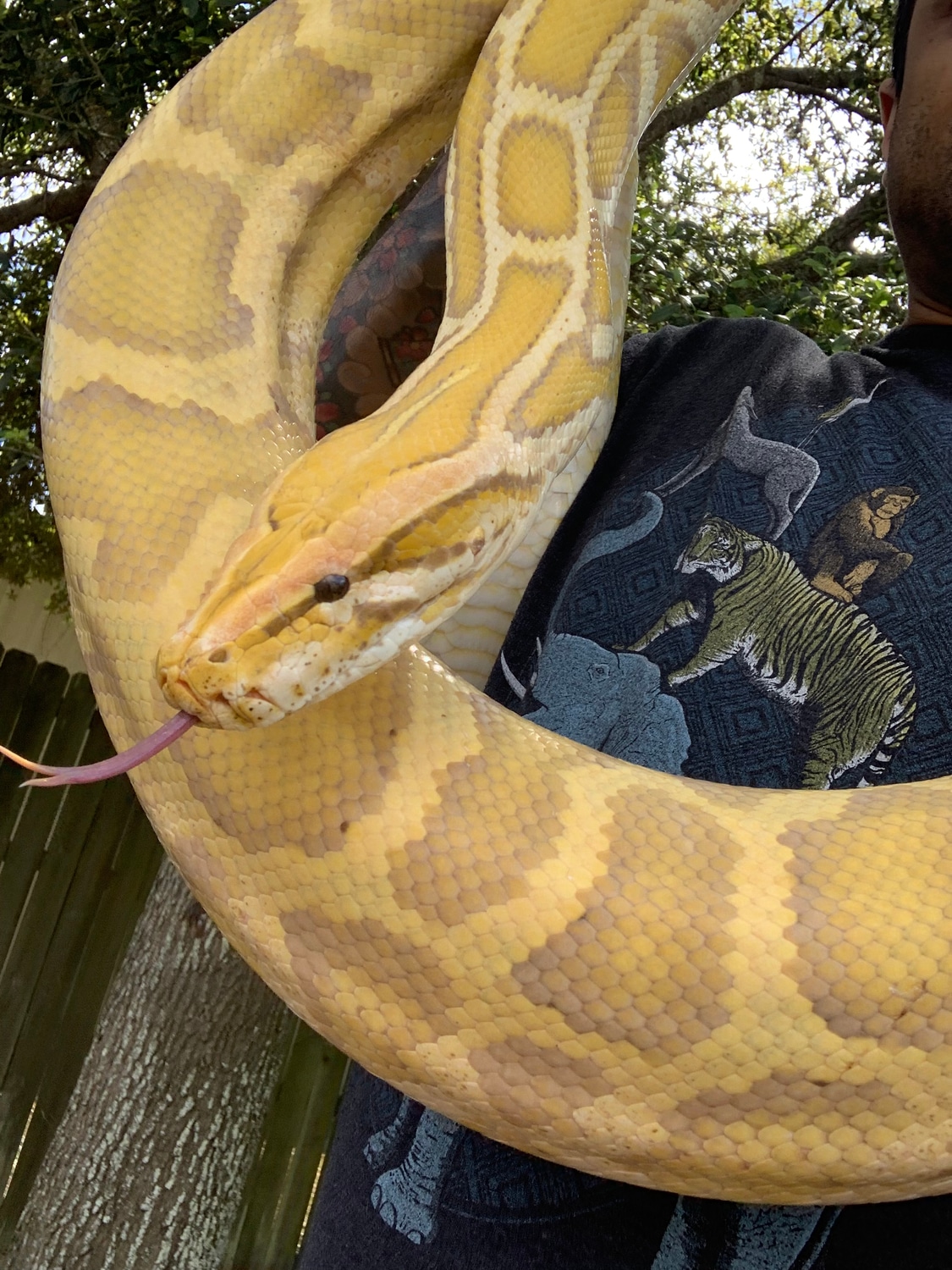 GC Caramel Burmese Python by Xtreme Exotics - MorphMarket
