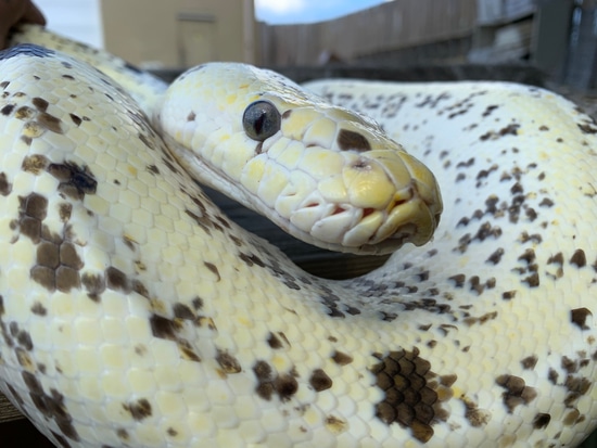 Cow Reticulated Python by Xtreme Exotics