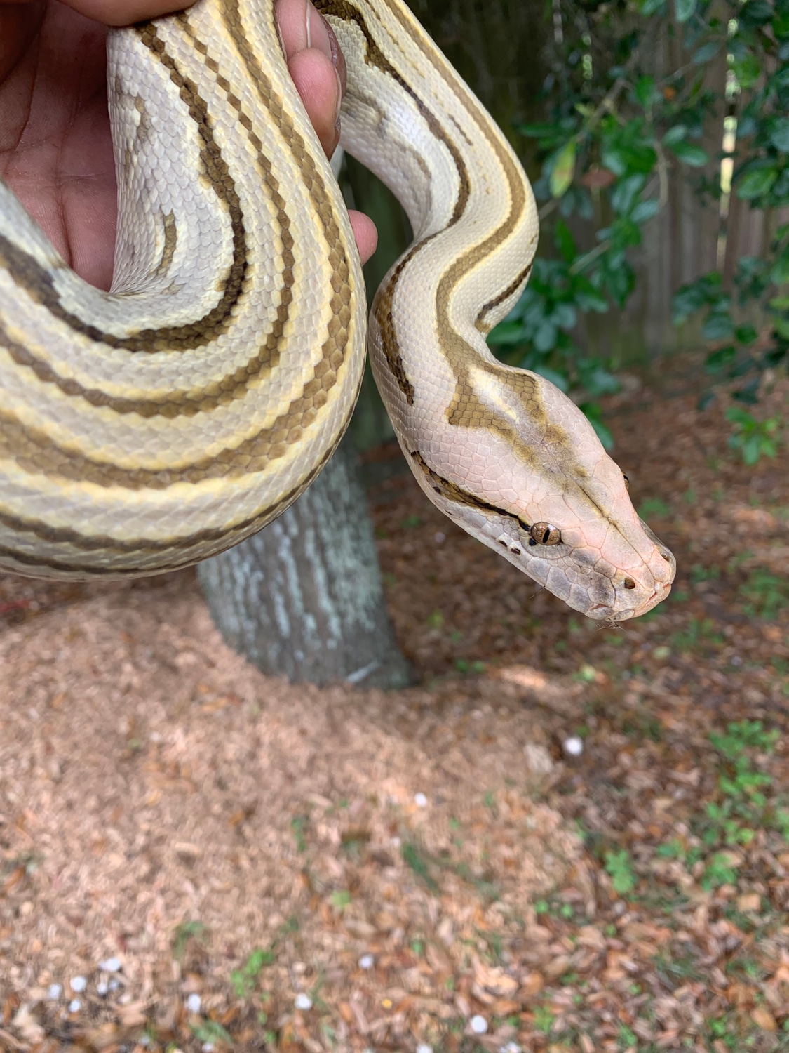 2019 Female Hypo Labyrinth Burmese Python by Xtreme Exotics - MorphMarket
