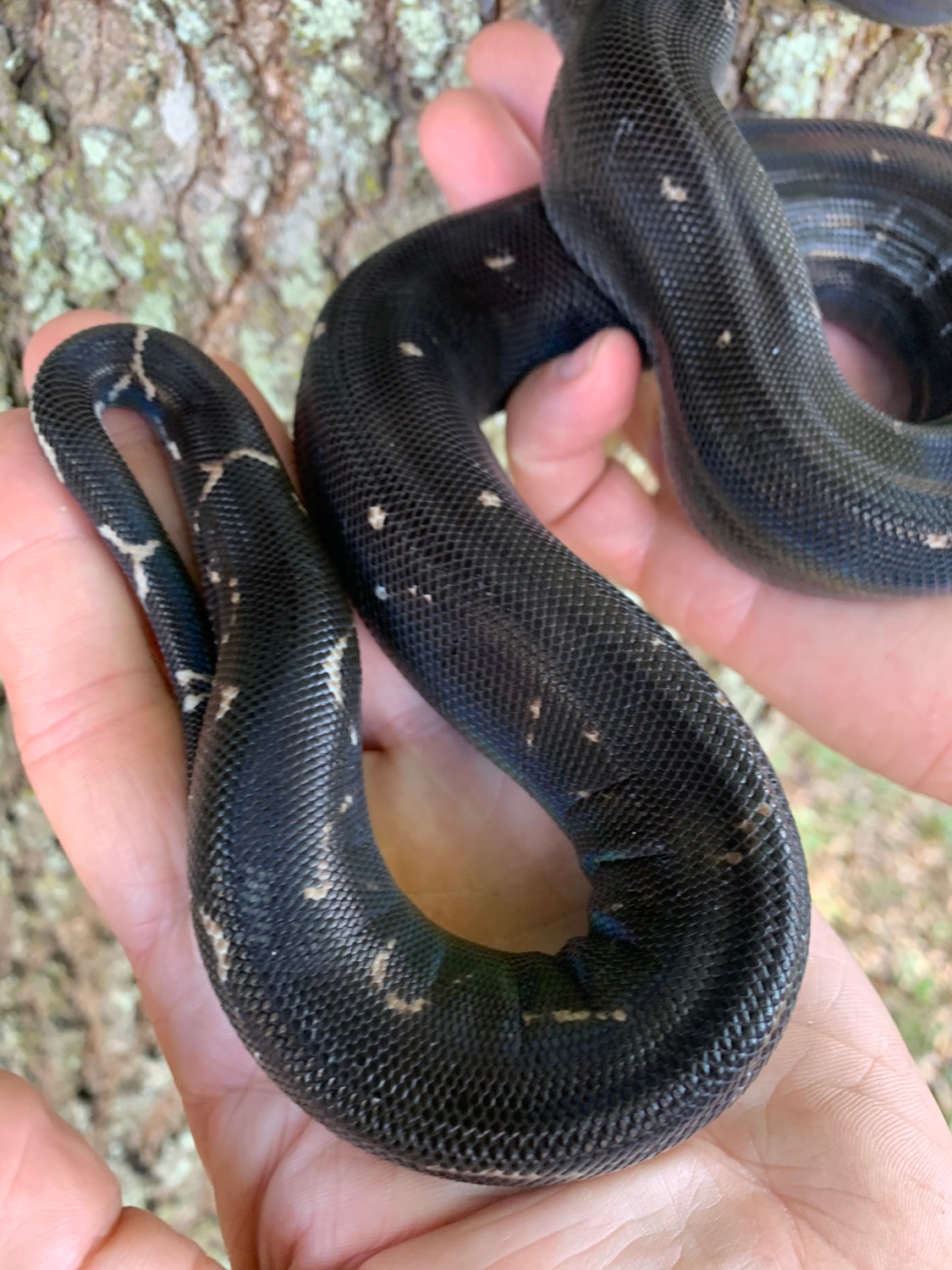 Black Devil Boa Boa Constrictor by Xtreme Exotics - MorphMarket